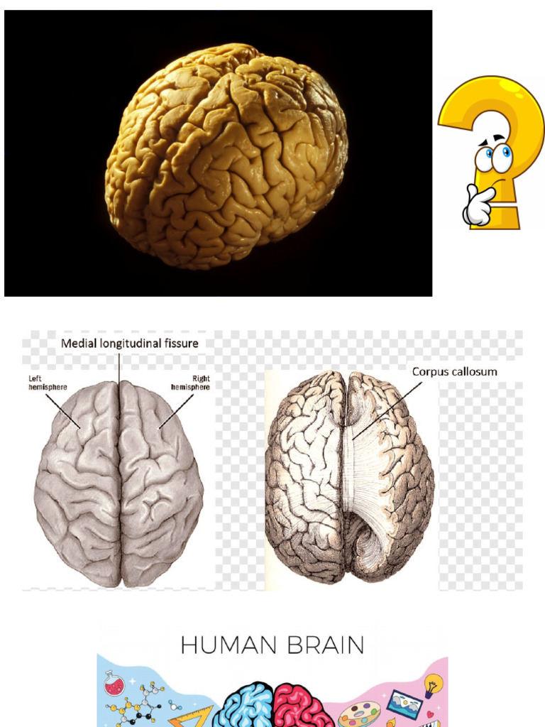 Cerebral Cortex | PDF