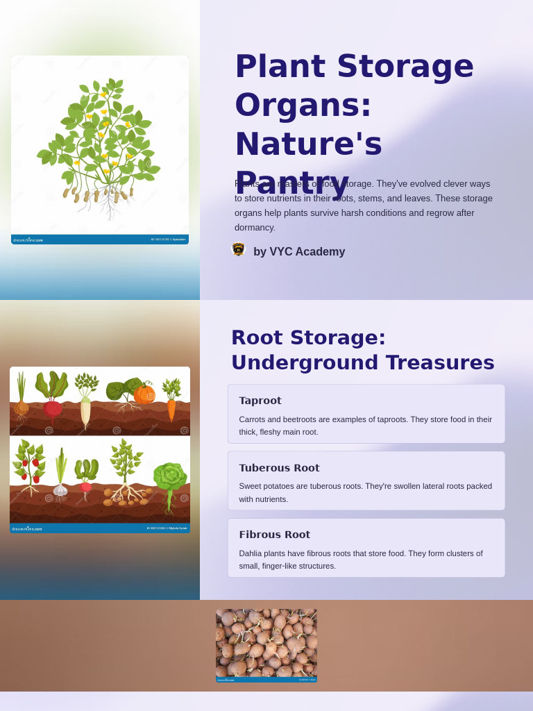 Plant Storage Organs Natures Pantry | PDF