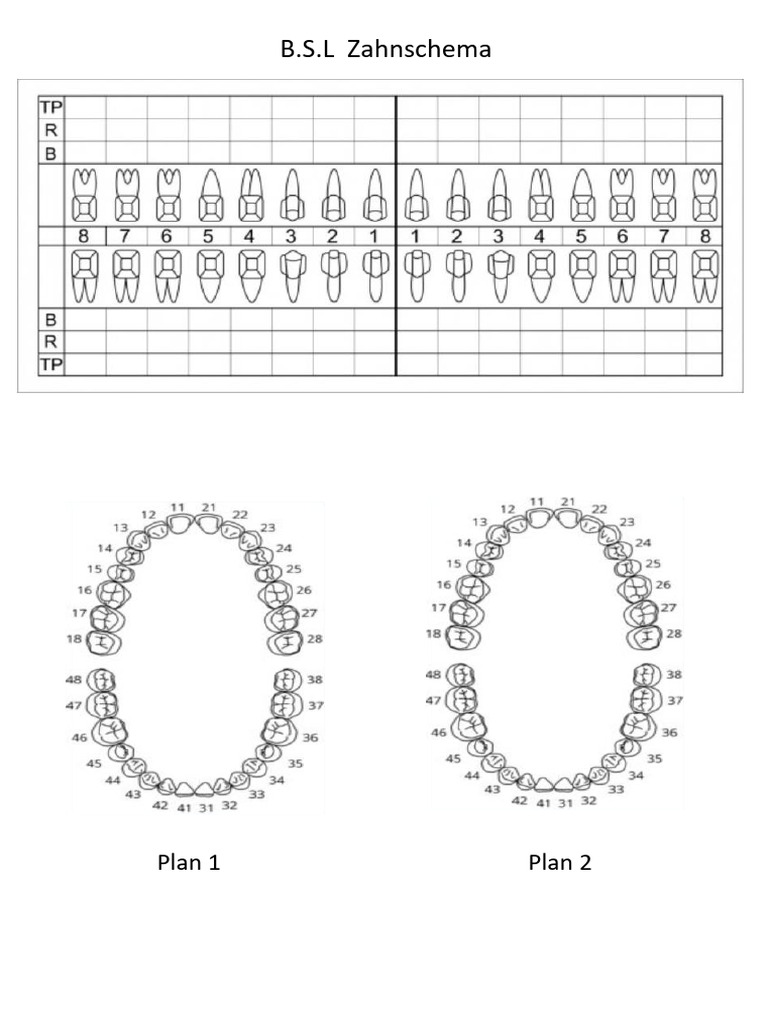 Zahnschema | PDF