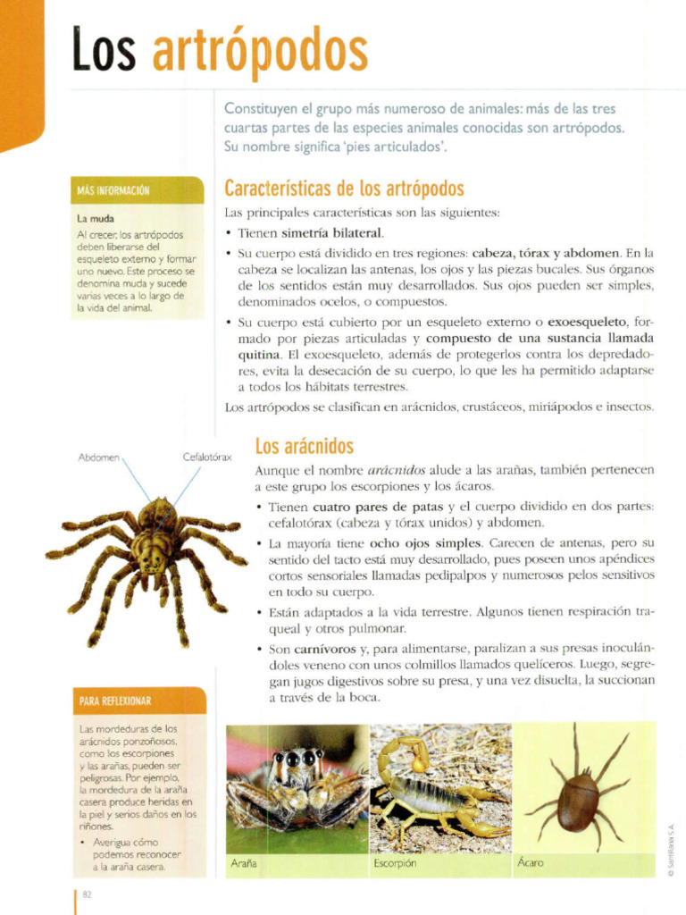 25 - Los Artrópodos | PDF