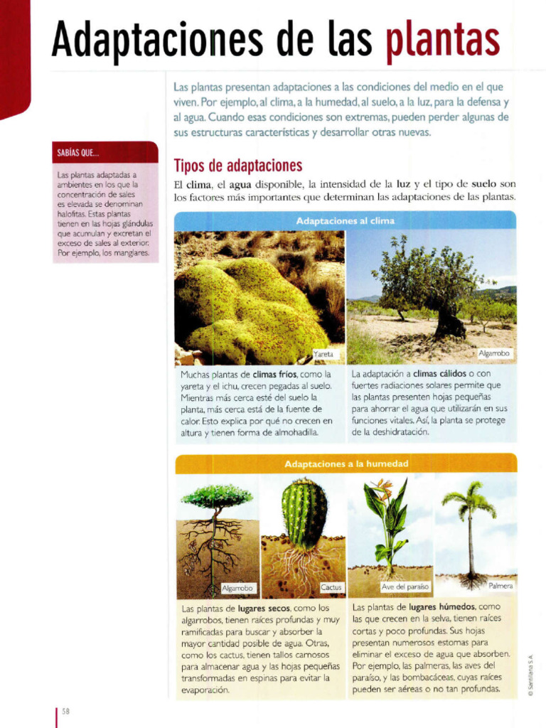 19 - Adaptaciones de Las Plantas | PDF