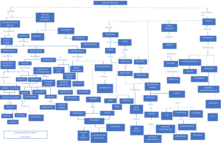 MAPA CONCEPTUAL EXAMEN FINAL | PDF