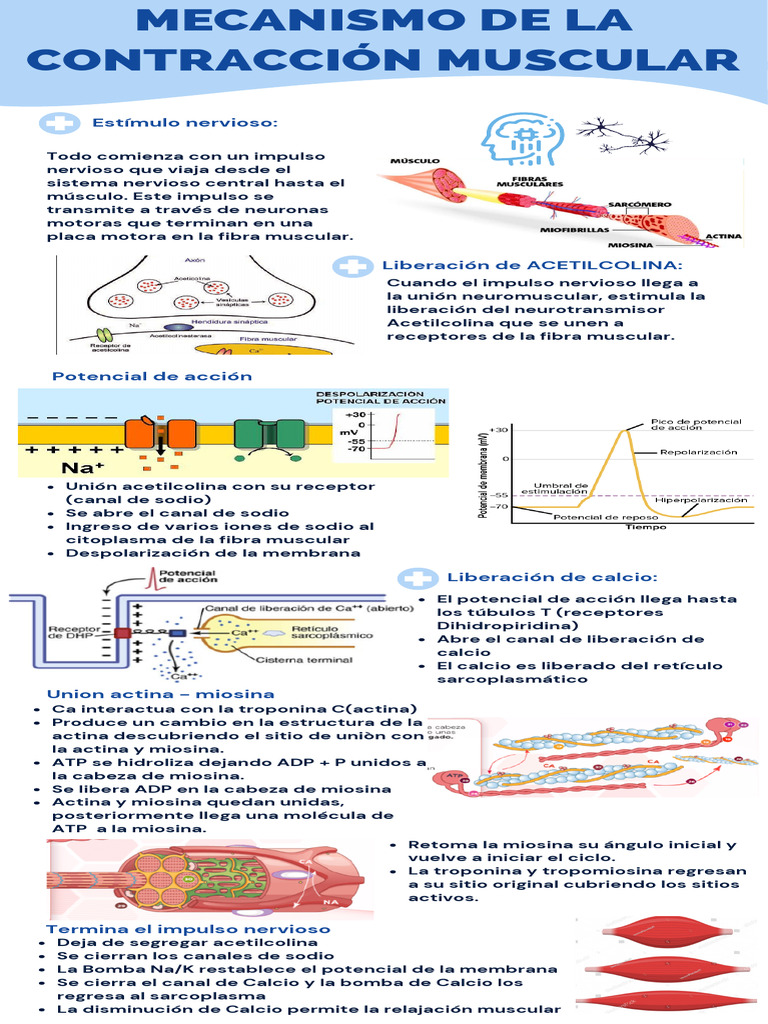 Infografía, Mecanismo de Contracción Muscular | PDF