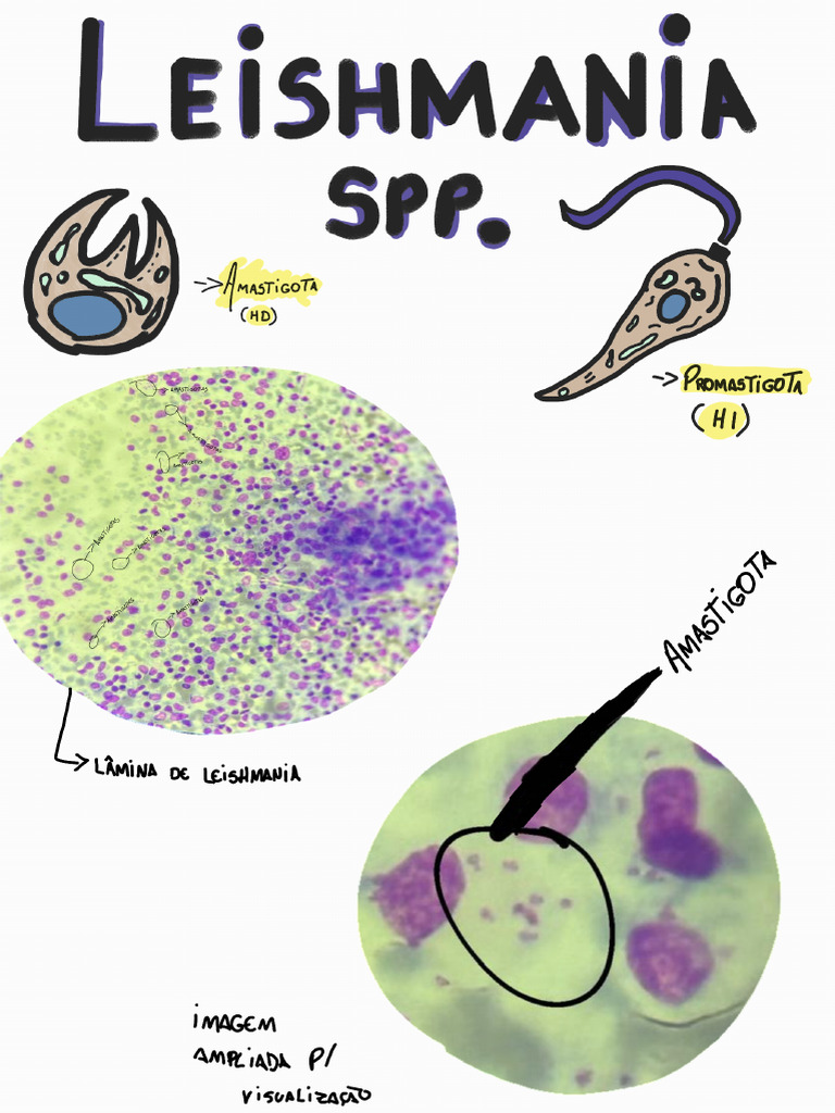 Leishmania SPP | PDF