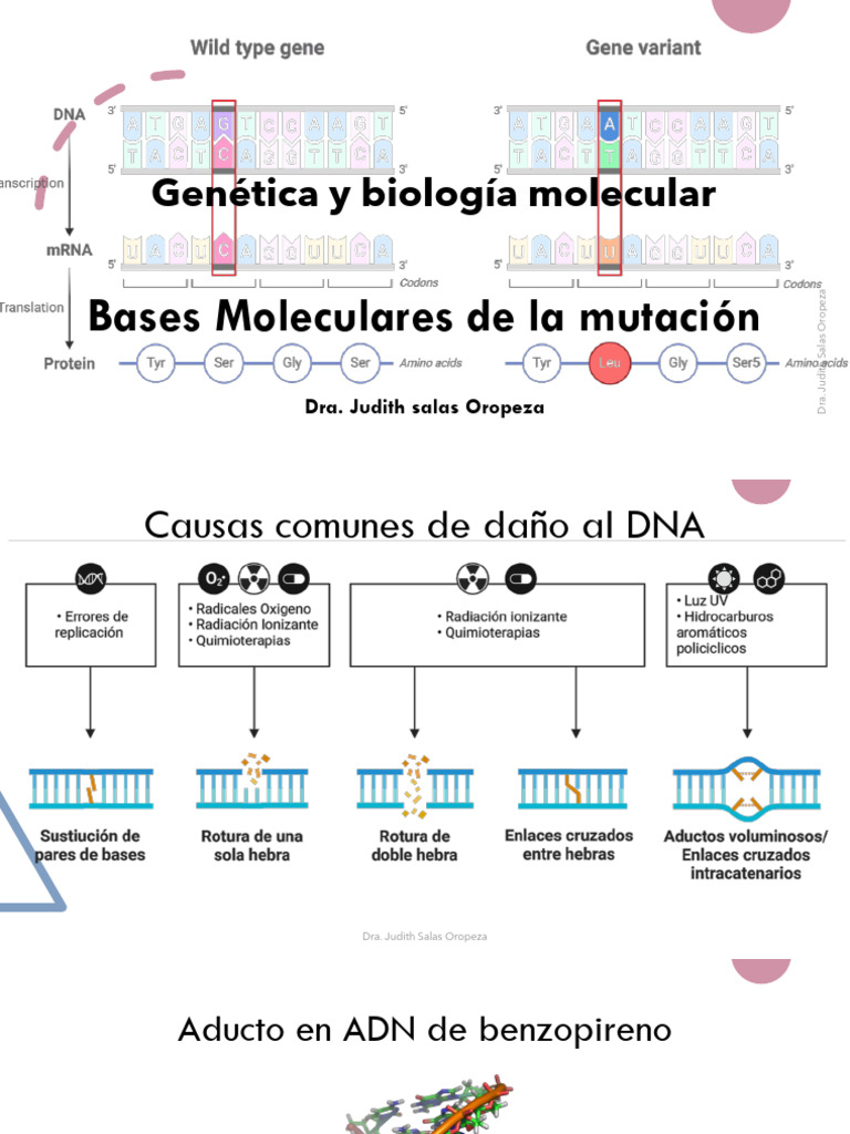 Mutaciones y Mecanismos de Reparación Del ADN 2024 | PDF
