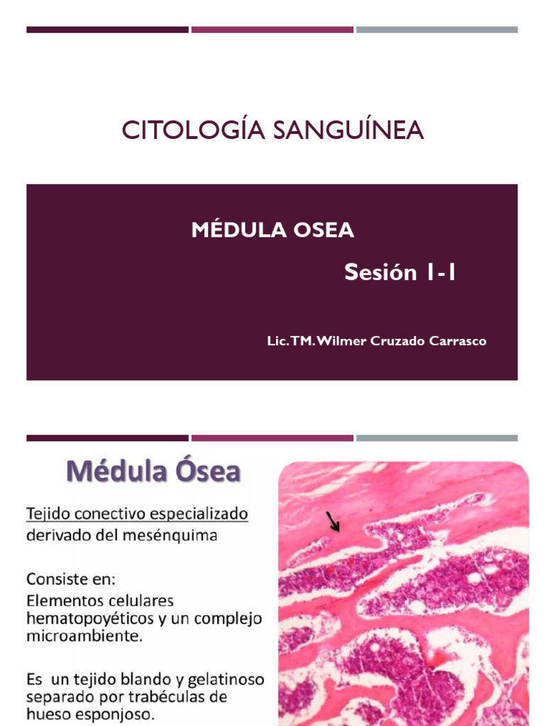 Sesión 1-1 Medula Osea | PDF
