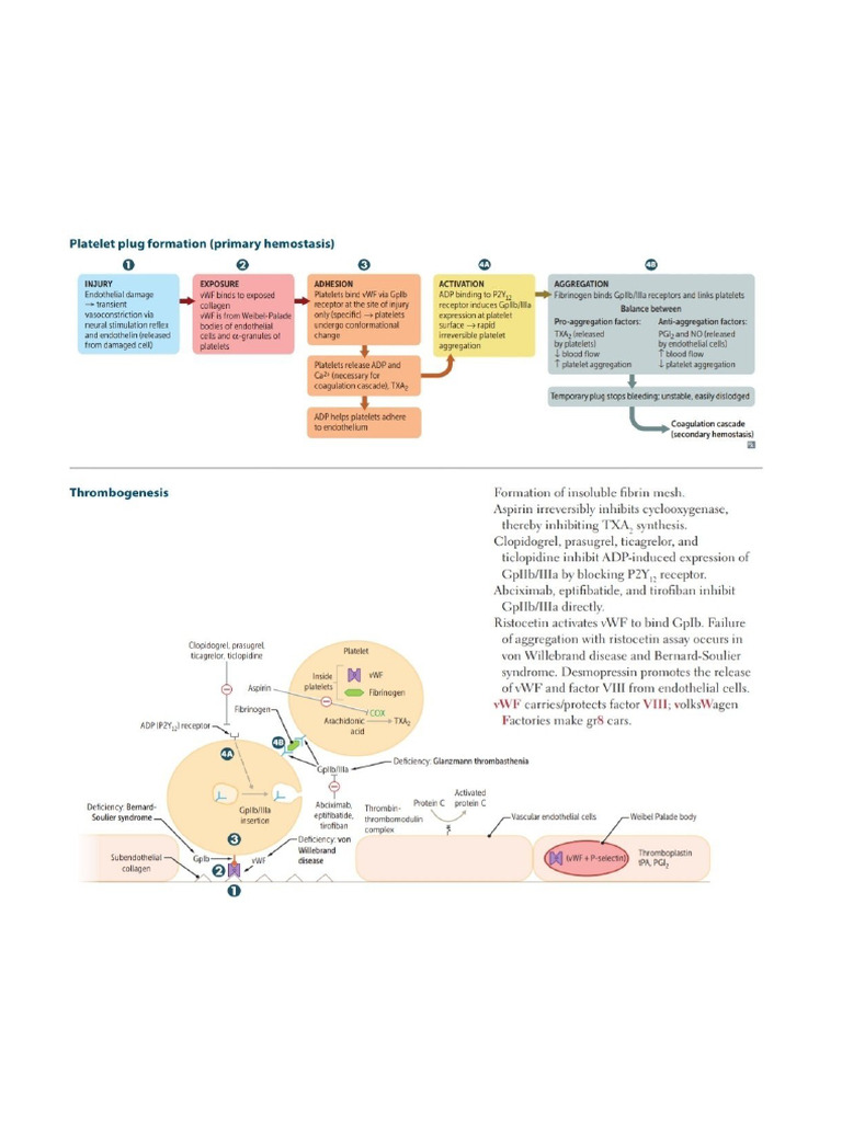 Hematology Pharma Important Points | PDF