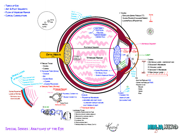 Anatomy of The Eye - Ninja | PDF