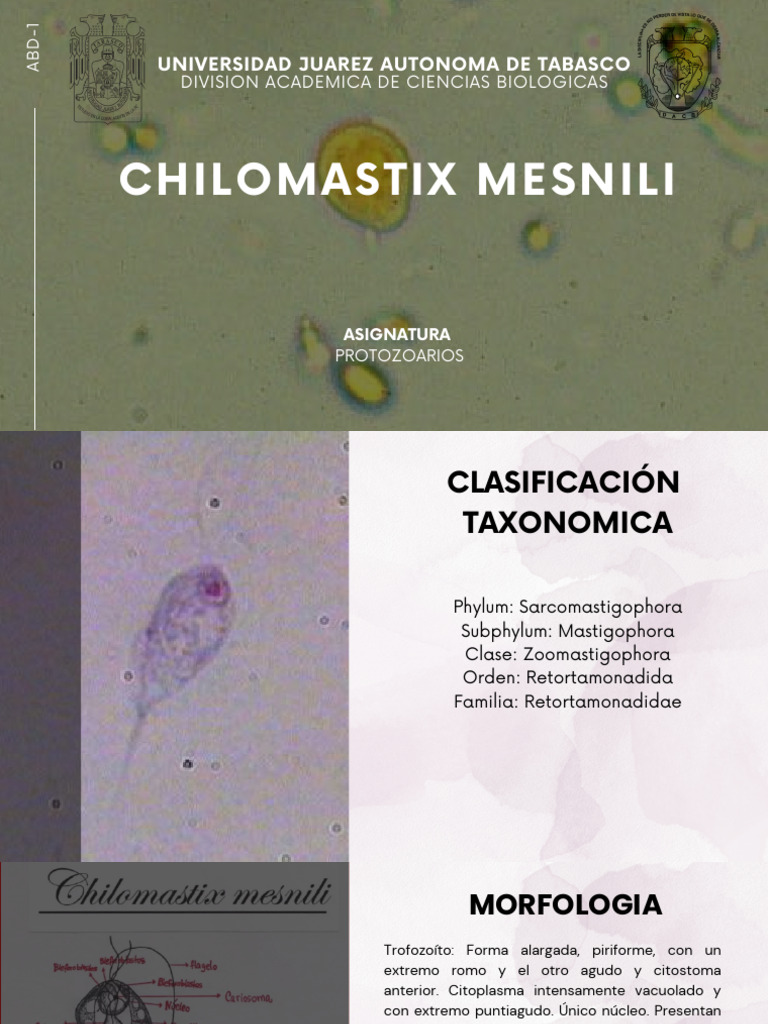 Chilomastix Mesnili | PDF | Protozoos | Nucleo celular