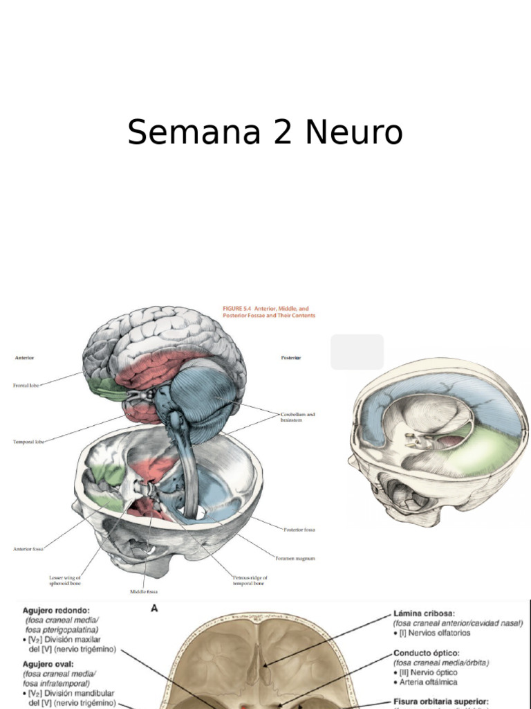 Semana 2 Neuro | PDF