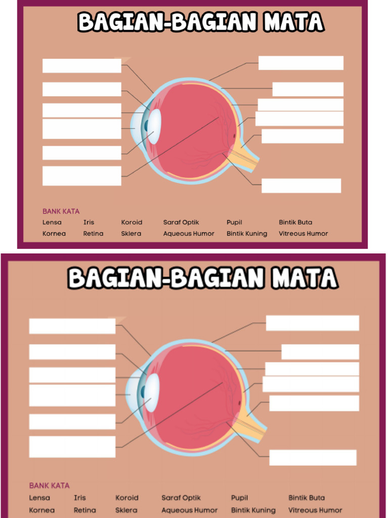Bagian-Bagian Mata | PDF