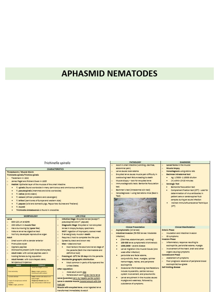 APHASMIDS Nematodes | PDF