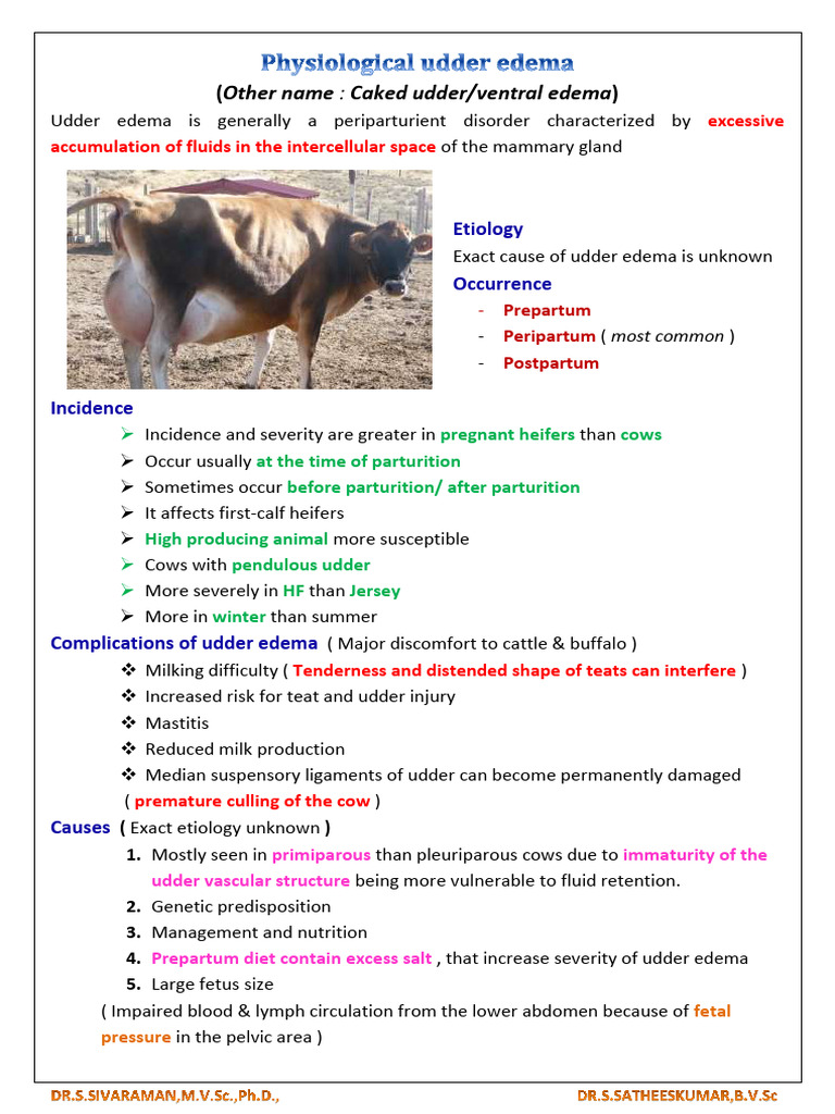 Physiological Udder Edema | PDF