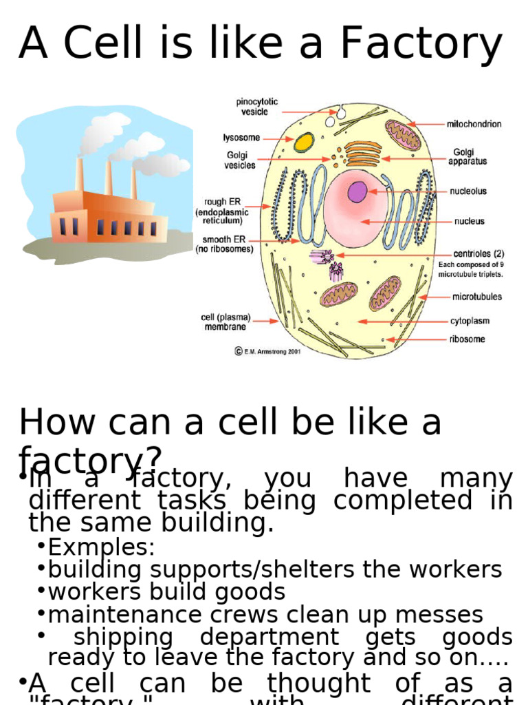 A Cell Is Like A Factory | PDF
