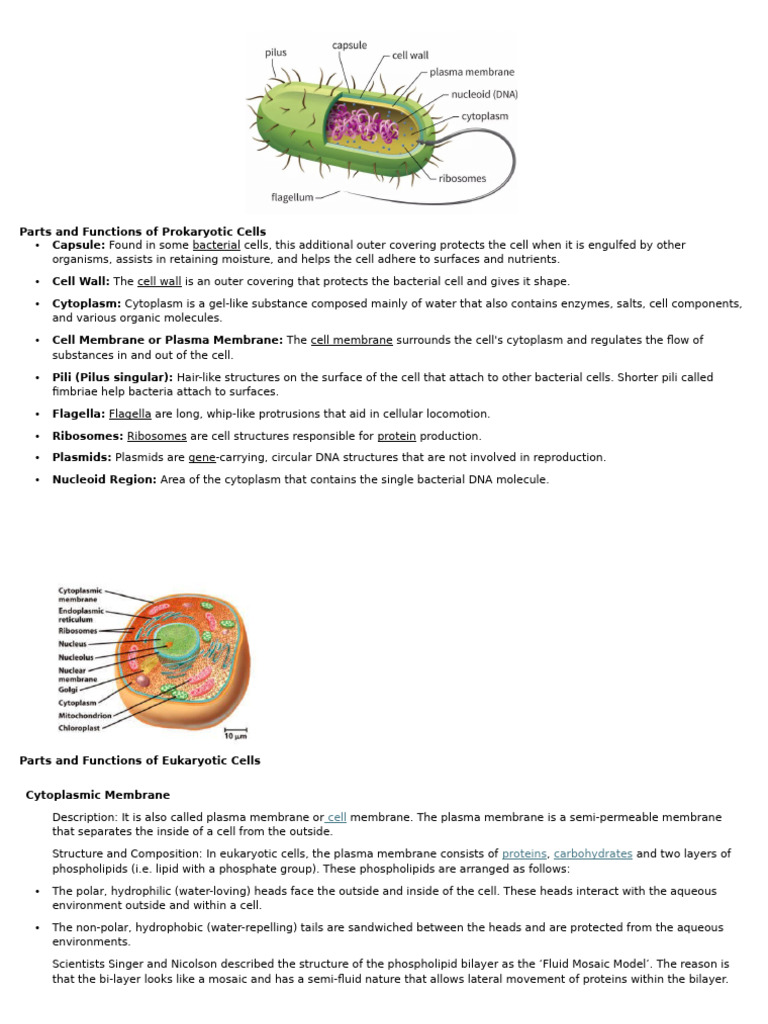 Parts and Functions of Prokaryotic AND EUKARYOTIC Cells | PDF