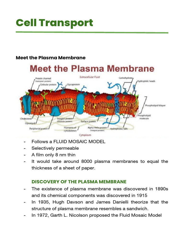 Cell Transport: Meet The Plasma Membrane | PDF