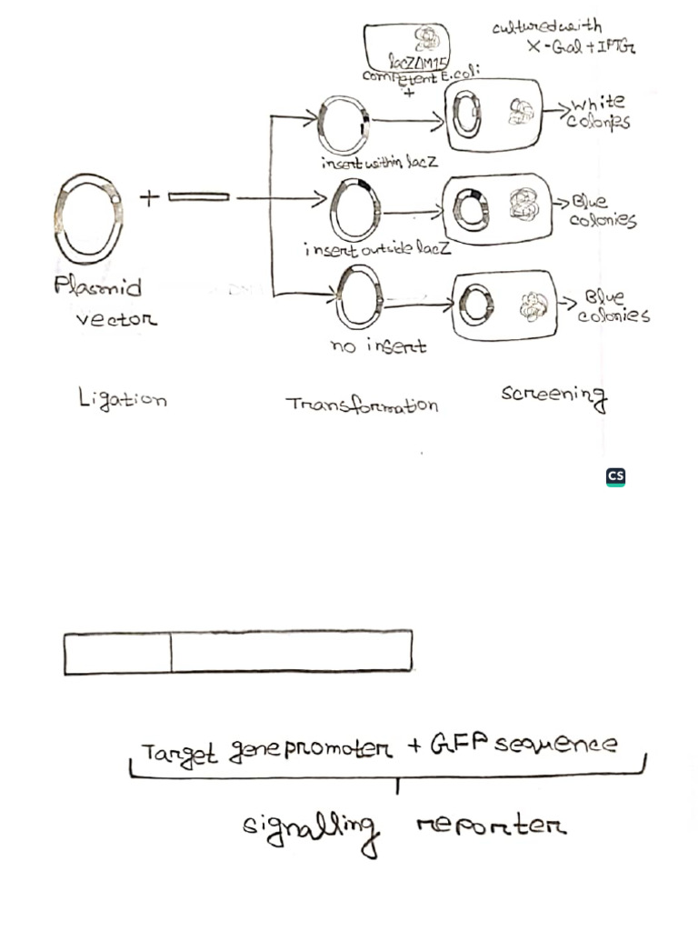 Reporter Gene Samin Yasar 2 | PDF