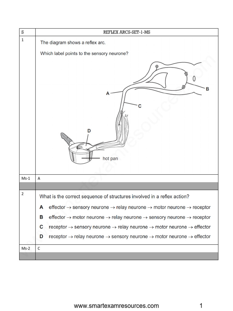14.3-Reflex Arcs-Set-1-Ms | PDF