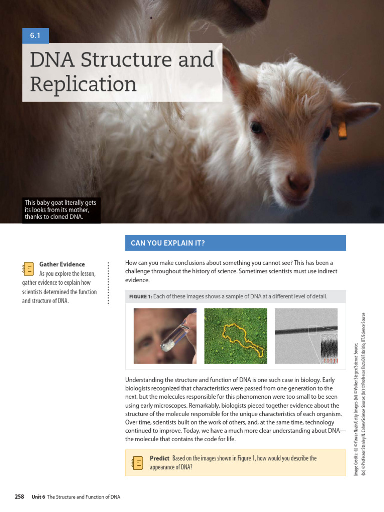 Unit 6.1 Dna Structure and Replication | PDF