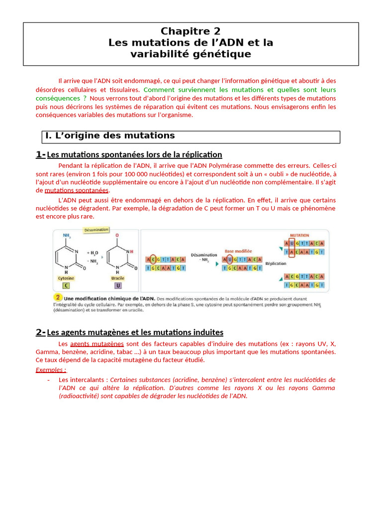 Chapitre 2 - Cours Mutations | PDF