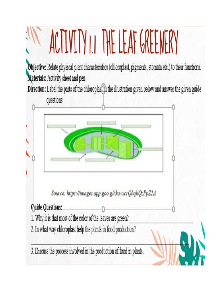 Activity 171819 Leaf Extinction Photosynthesis | PDF