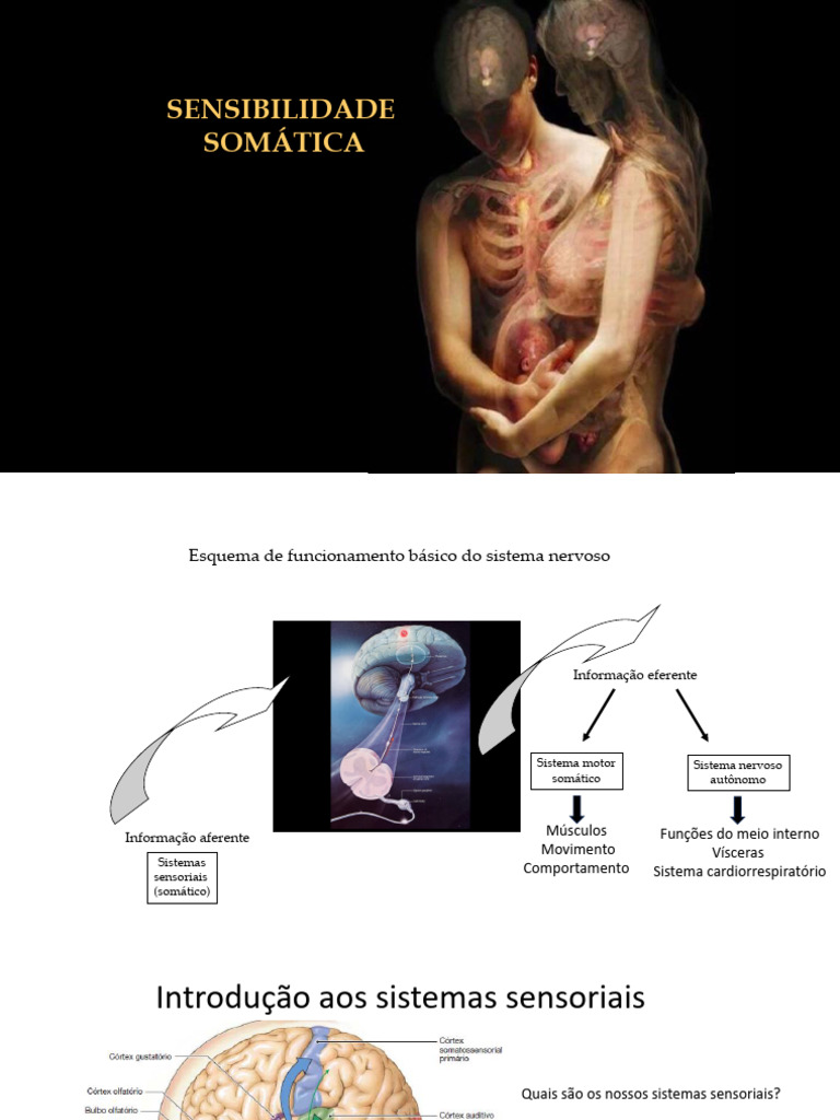 Fisiologia Sensorial e DOR - 240917 - 152232 | PDF