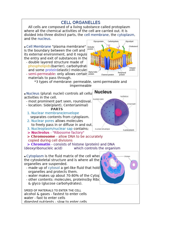 Biotech Cells | PDF