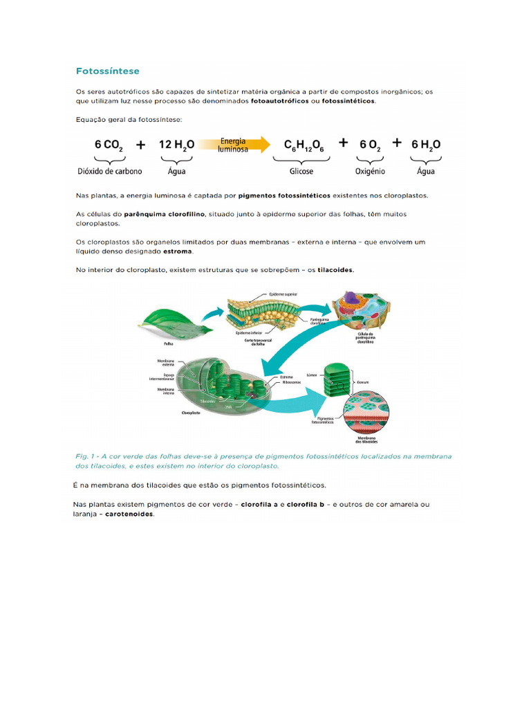 Resumo Bio Fotossíntese Leya | PDF