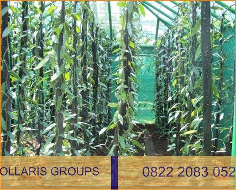 Cara_budidaya_tanaman_vanili | PDF