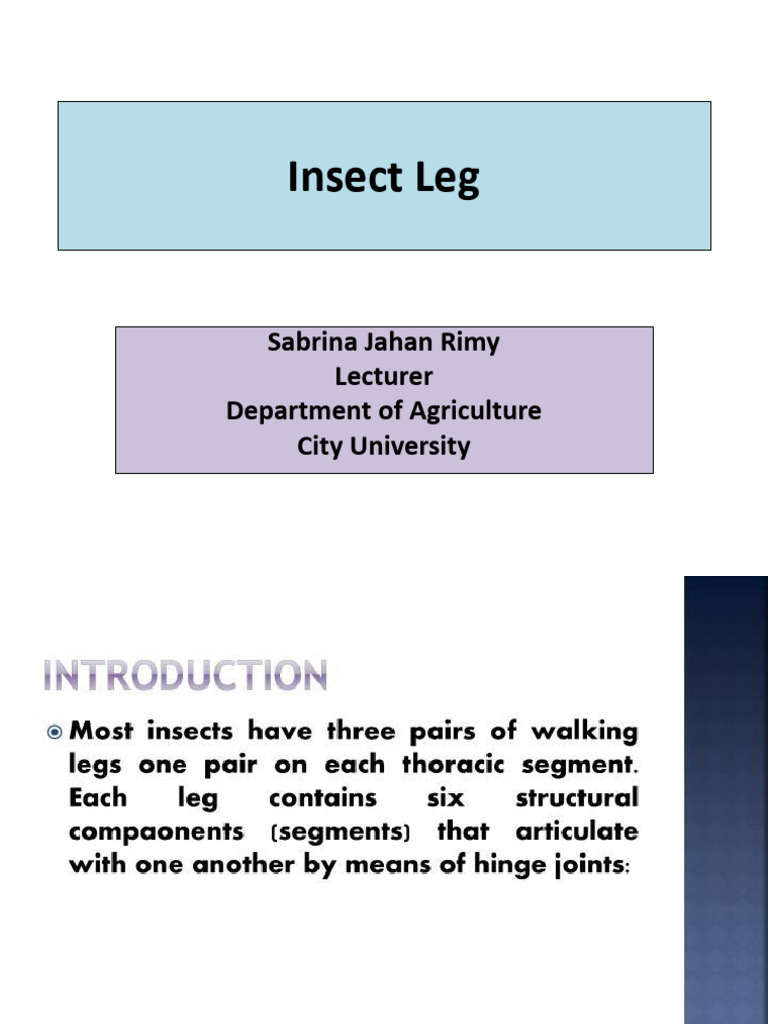 5_Insect Leg | PDF
