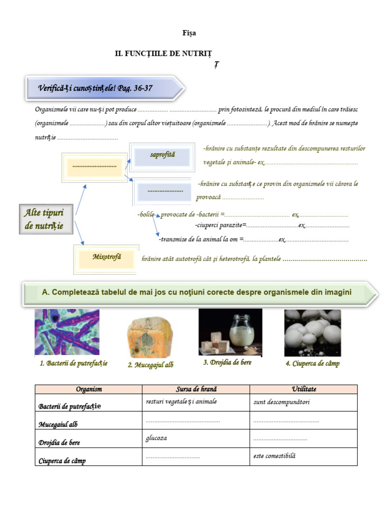 Fisa10 Alte Tipuri de Nutrițe | PDF