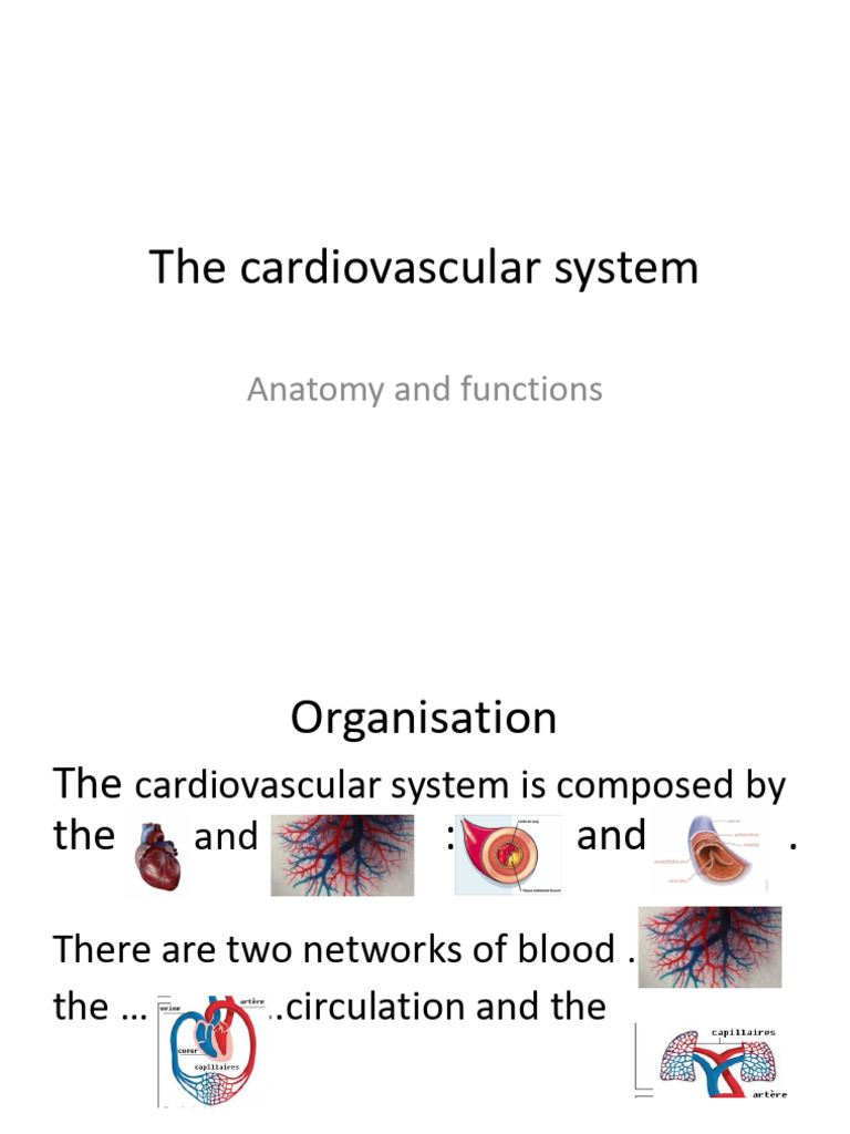 The Cardiovascular System | PDF