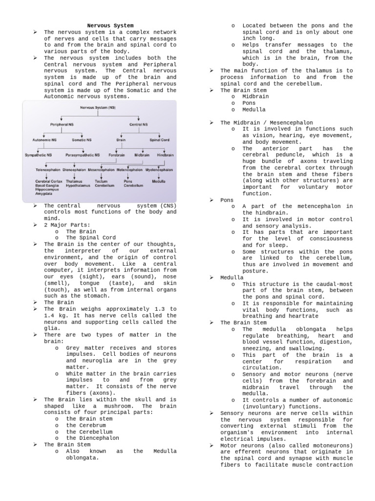 Handouts Nervous System | PDF