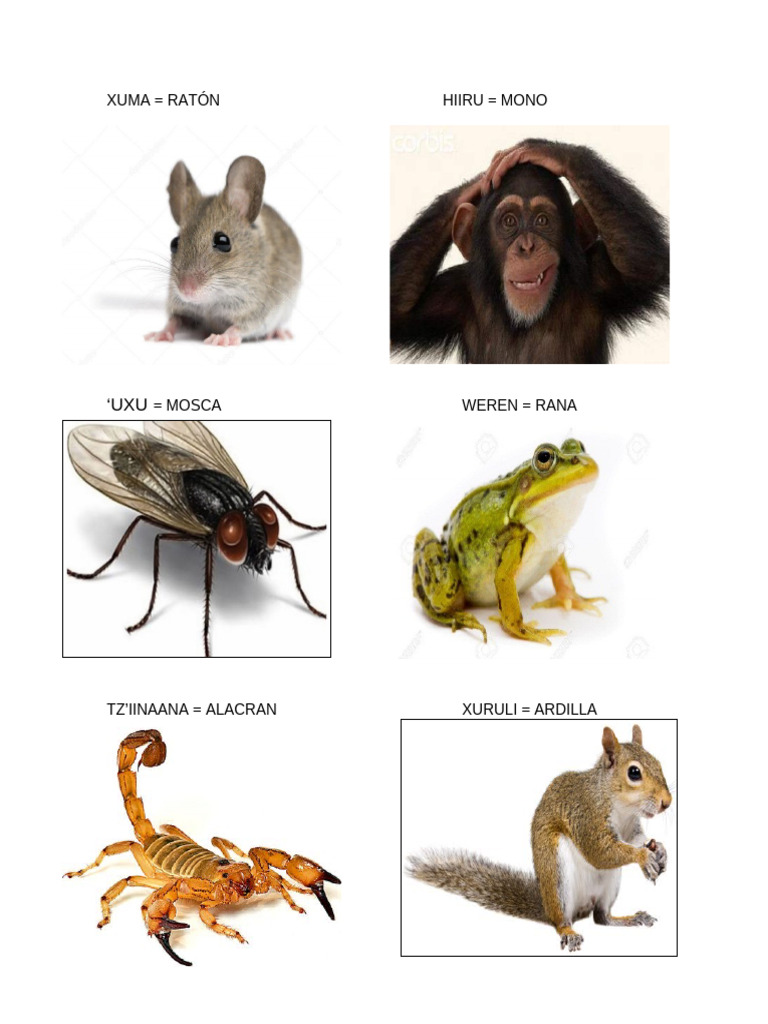 Animales y Objetos en Xinka | PDF