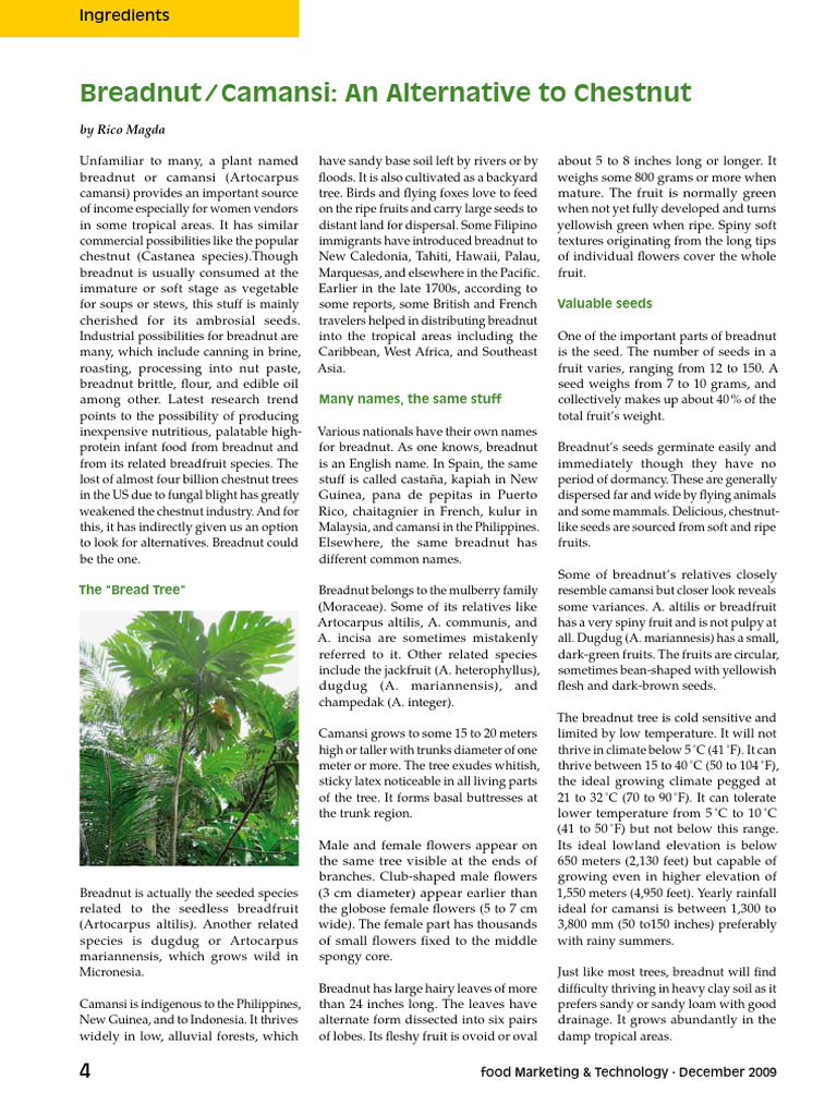 Breadnut: A Chestnut Alternative | PDF | Chestnut | Home & Garden