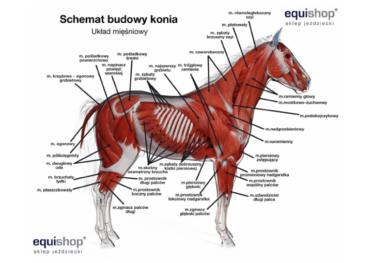 Mięwsnie Konia | PDF