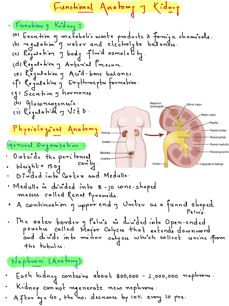 Functional Anatomy of Kidney | PDF | Kidney | Abdomen