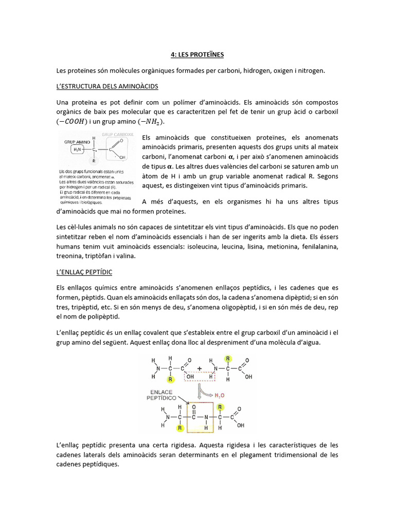 4: Les Proteïnes | PDF