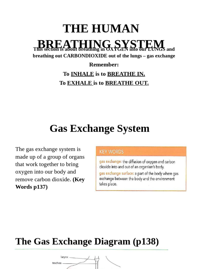 The Human Breathing System Slide | PDF