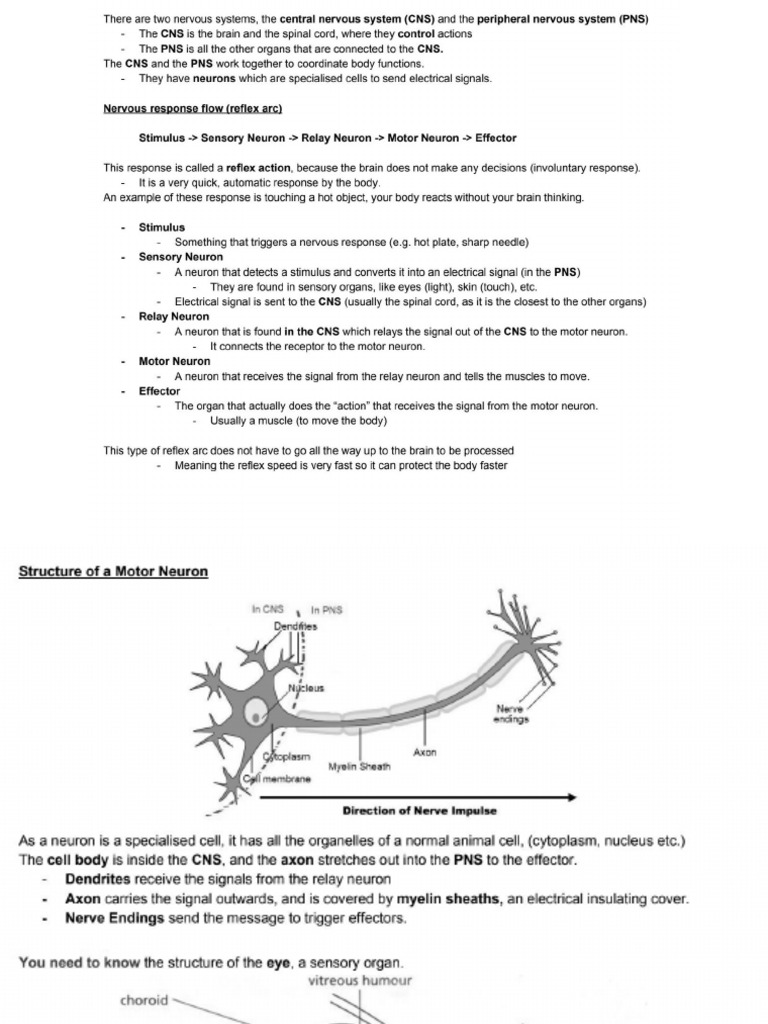 -nervous-control-in-humans | PDF