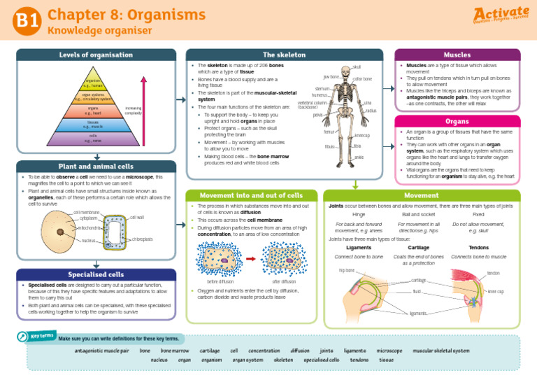 Biology Basics for Students | PDF | Skeleton | Cell (Biology)