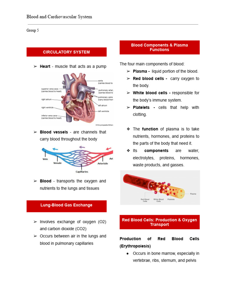 CARDIOVASCULAR-HANDOUTS | PDF