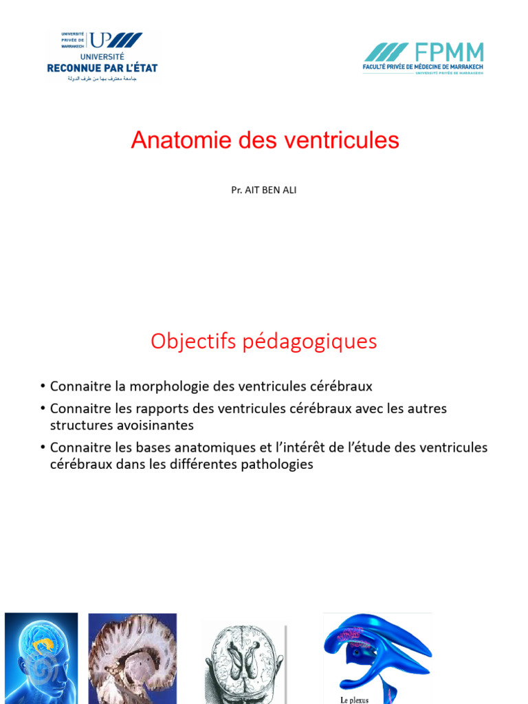 Anatomie Des Ventricules | PDF