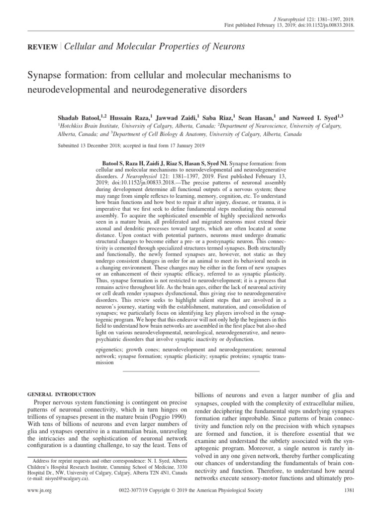 Synapse Formation in ND and NDD | PDF