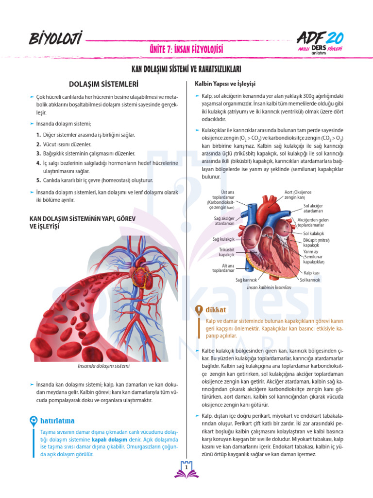 Soru Kalesi 11. Biyoloji Kalp | PDF