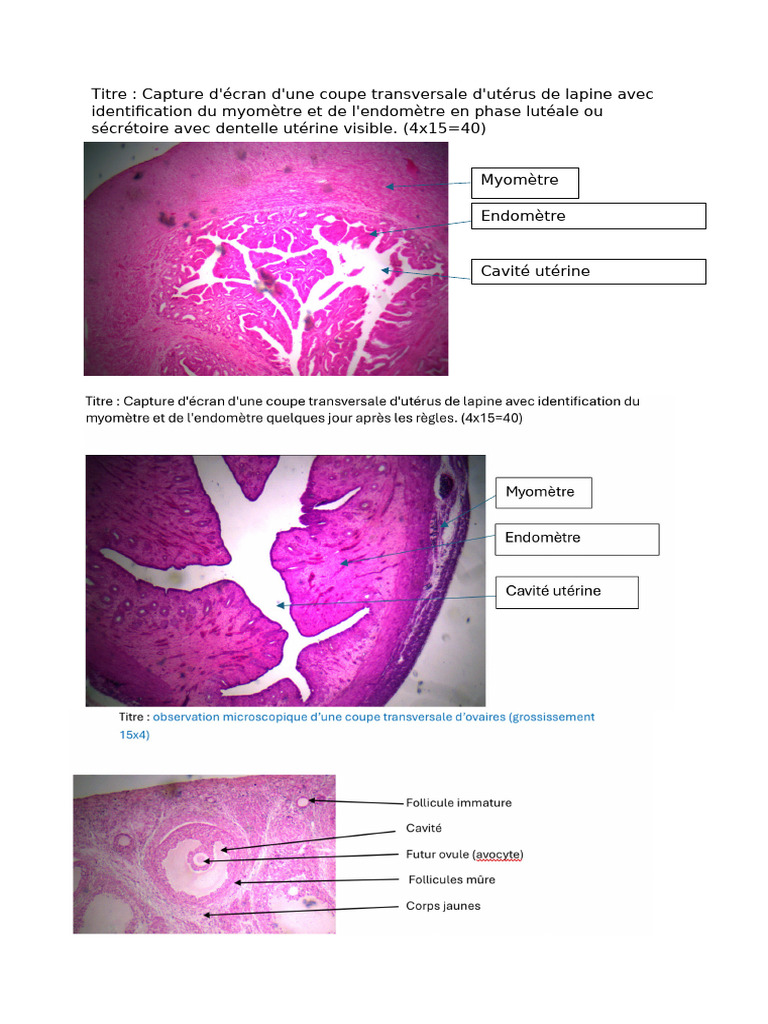 observation microscopique | PDF