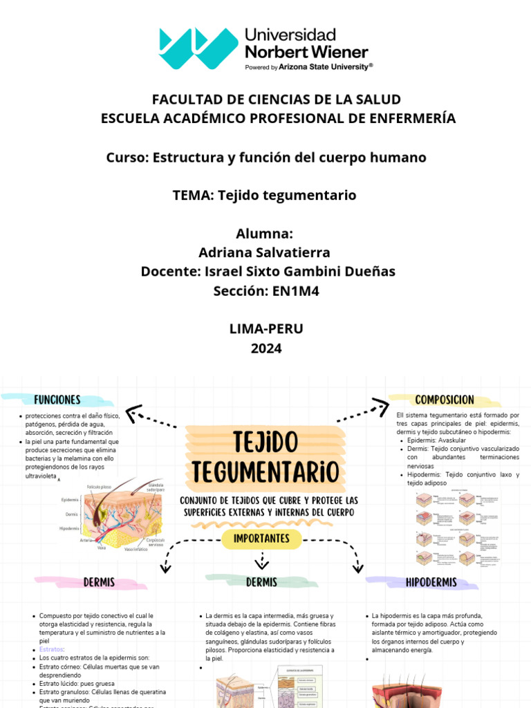 Sistema Tegumentario | PDF | Sistema tegumentario | Piel
