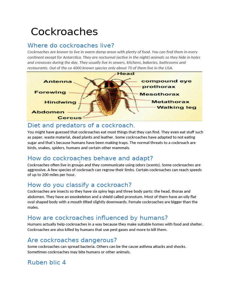 Cockroaches | PDF