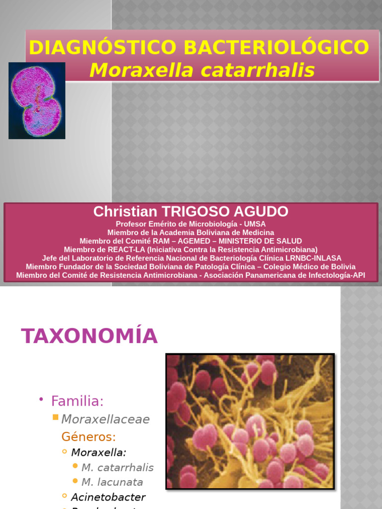 2021 Diagnóstico Moraxella Catarrhalis | PDF