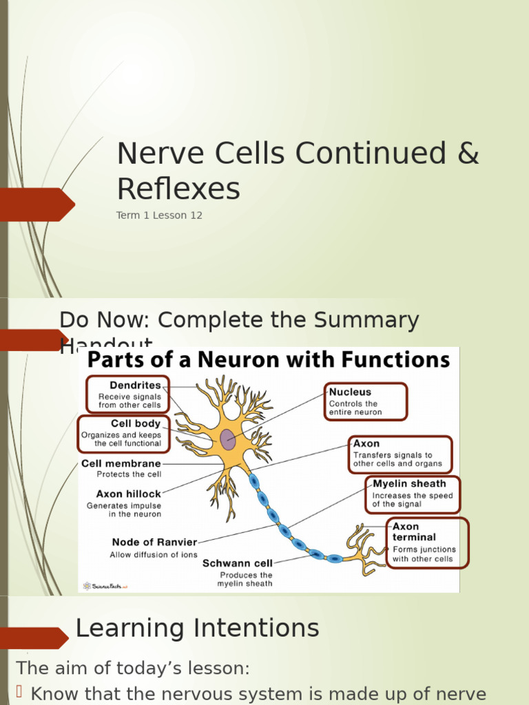 Year 9 Science W4 L1 Nerve Cells Revision, Reflexes & Divisions of ...
